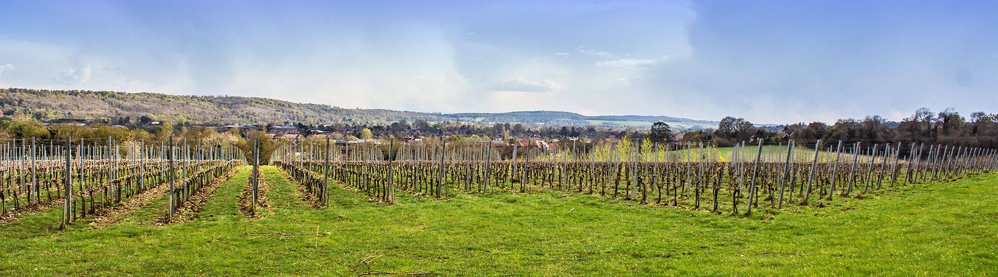 Vineyard & Winery Tour: Harrow & Hope | Great British Wine