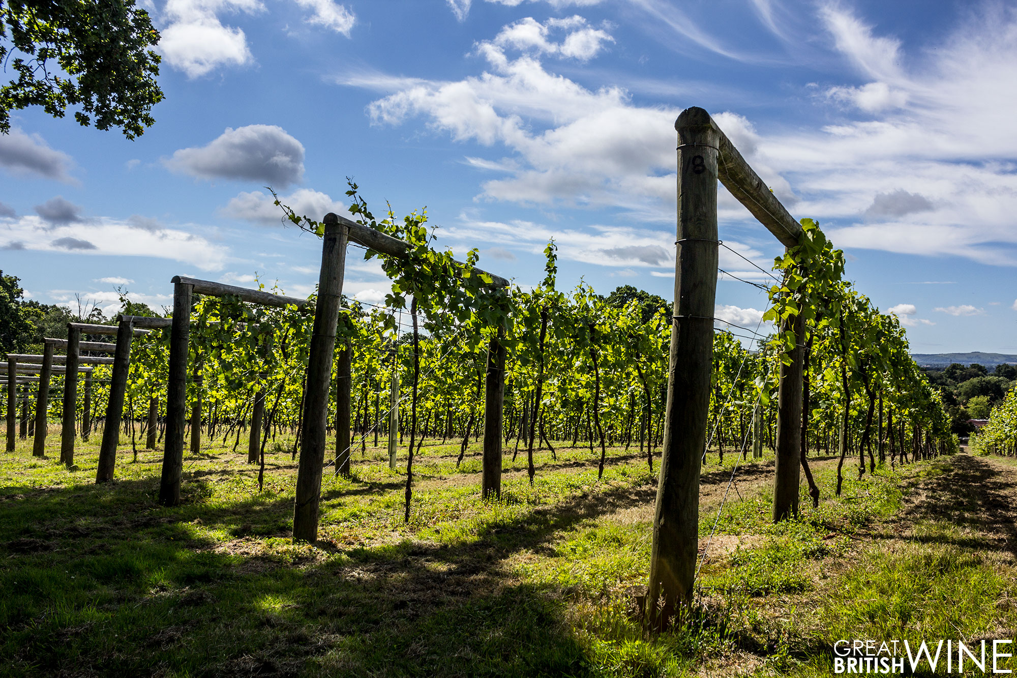 The Bolney Estate – Great British Wine