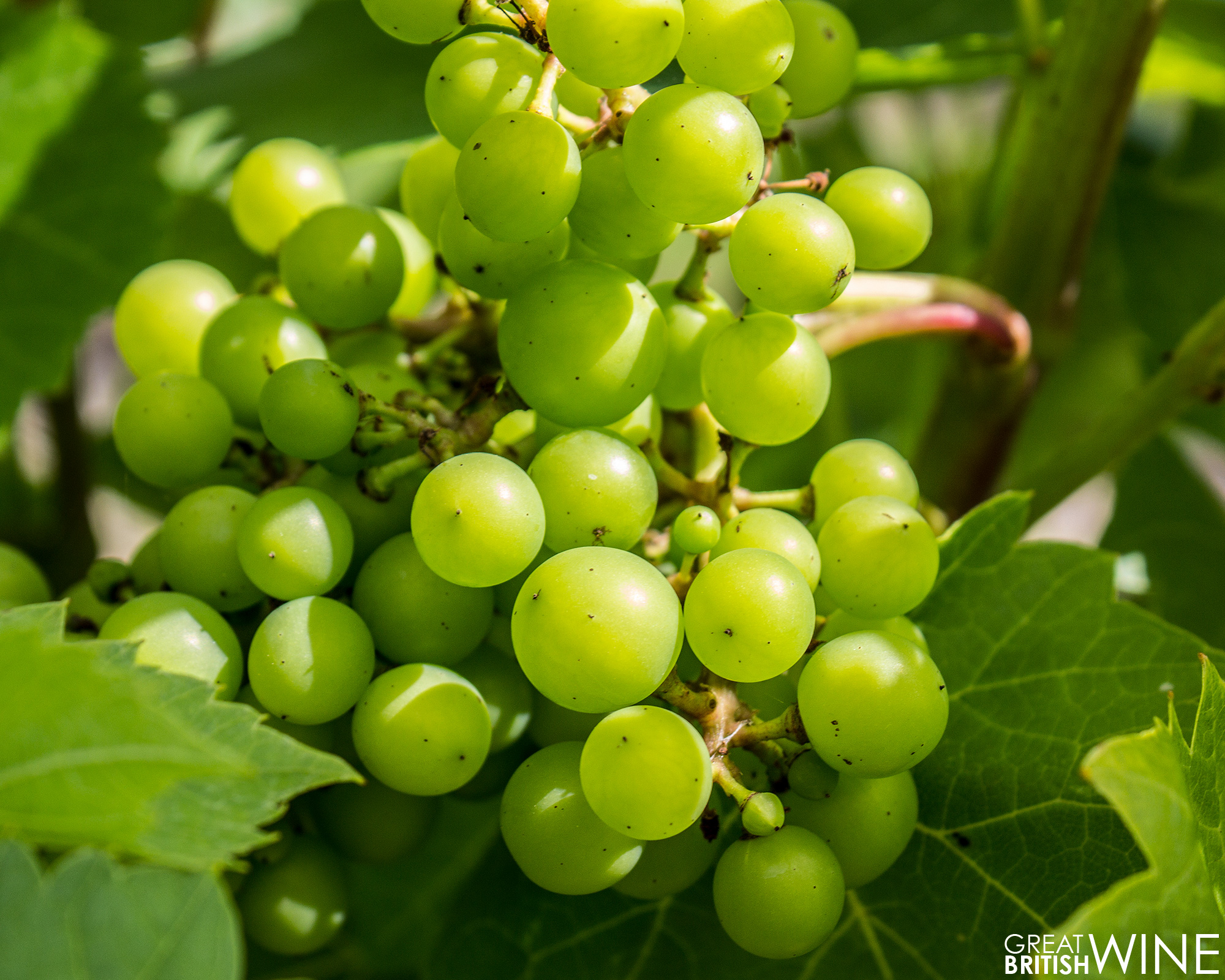 Great British Wine Bacchus Tasting 2016 – Great British Wine