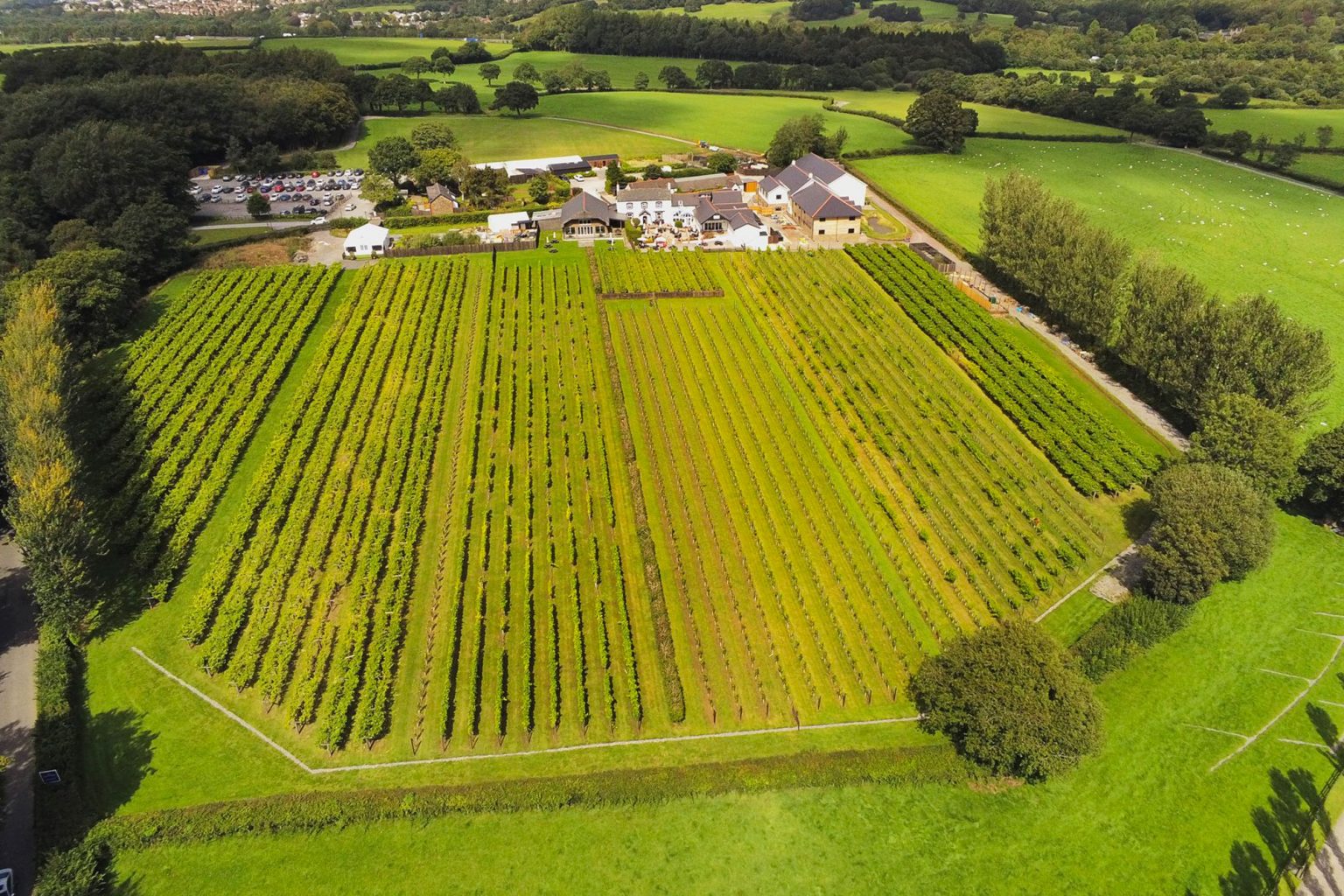 Celebrate Welsh Wine Week | Great British Wine