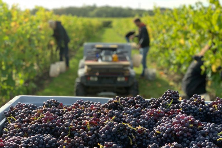 New Hall Vineyard – Great British Wine