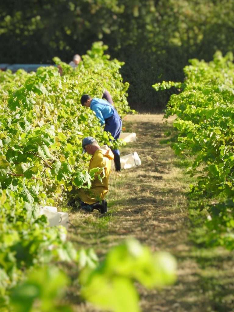 New Hall Vineyard – Great British Wine