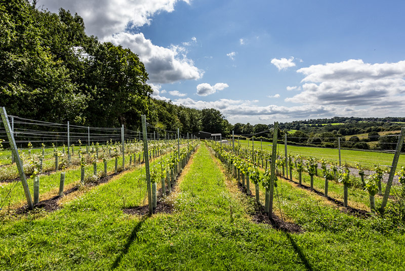 Producers – Page 3 – Great British Wine