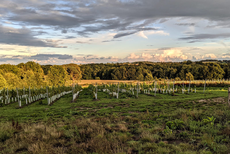 Tillingham | Great British Wine